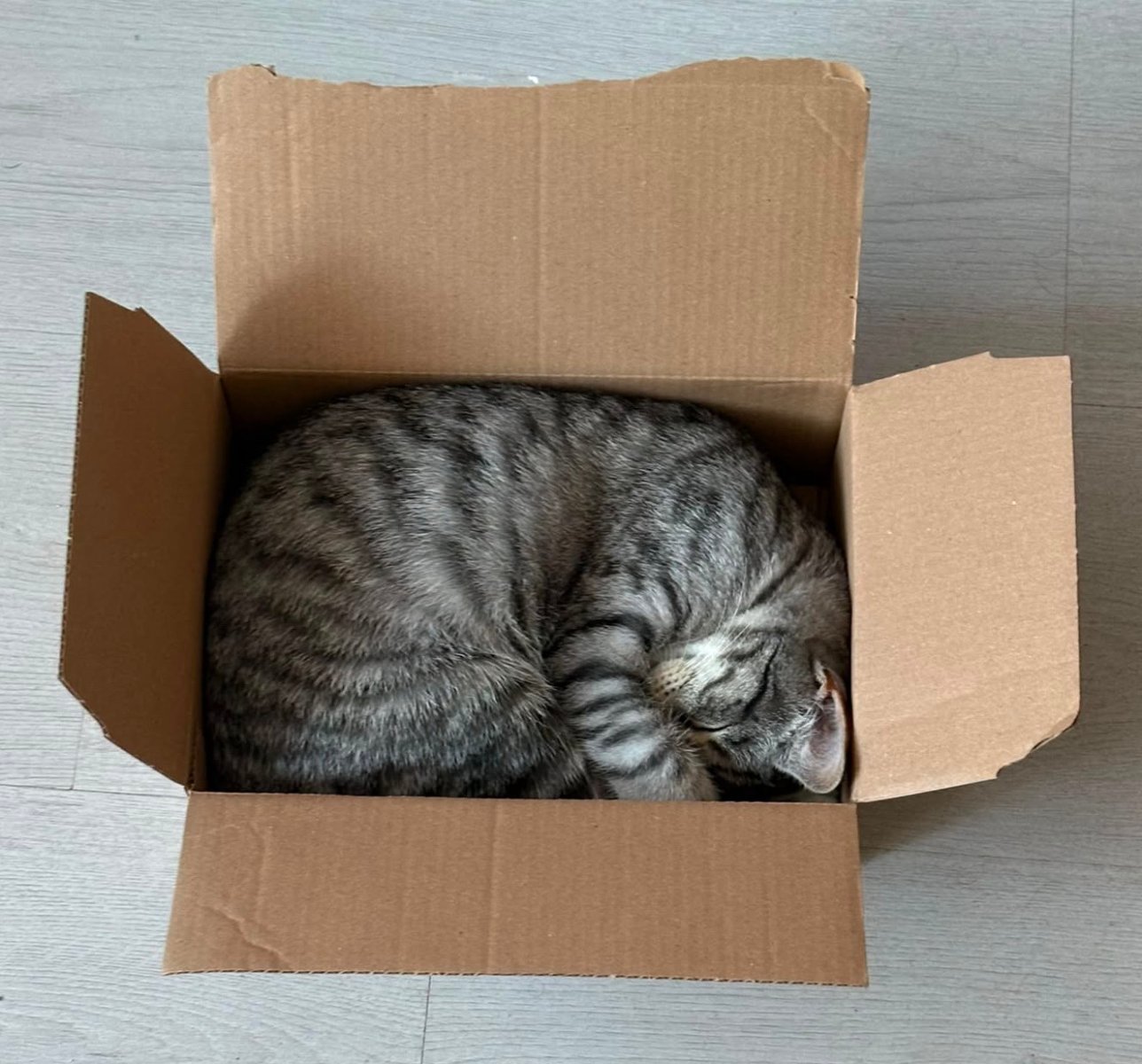 Solve Neo in a cardboard box 🐈‍⬛😻 jigsaw puzzle online with 36 pieces