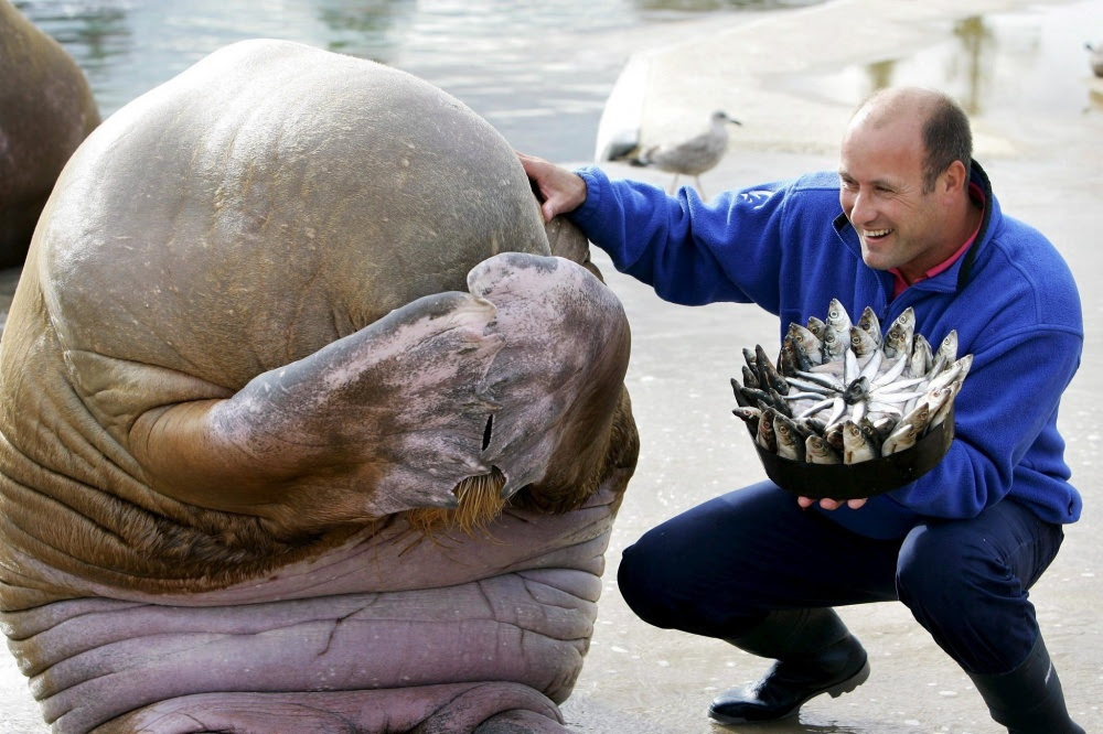 Solve Embarrassed walrus when given a cake made of fish for his ...