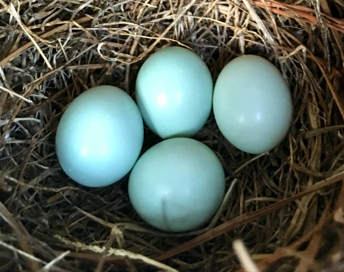 Solve "The Bluebird Carries the Sky On His Back" jigsaw puzzle online ...