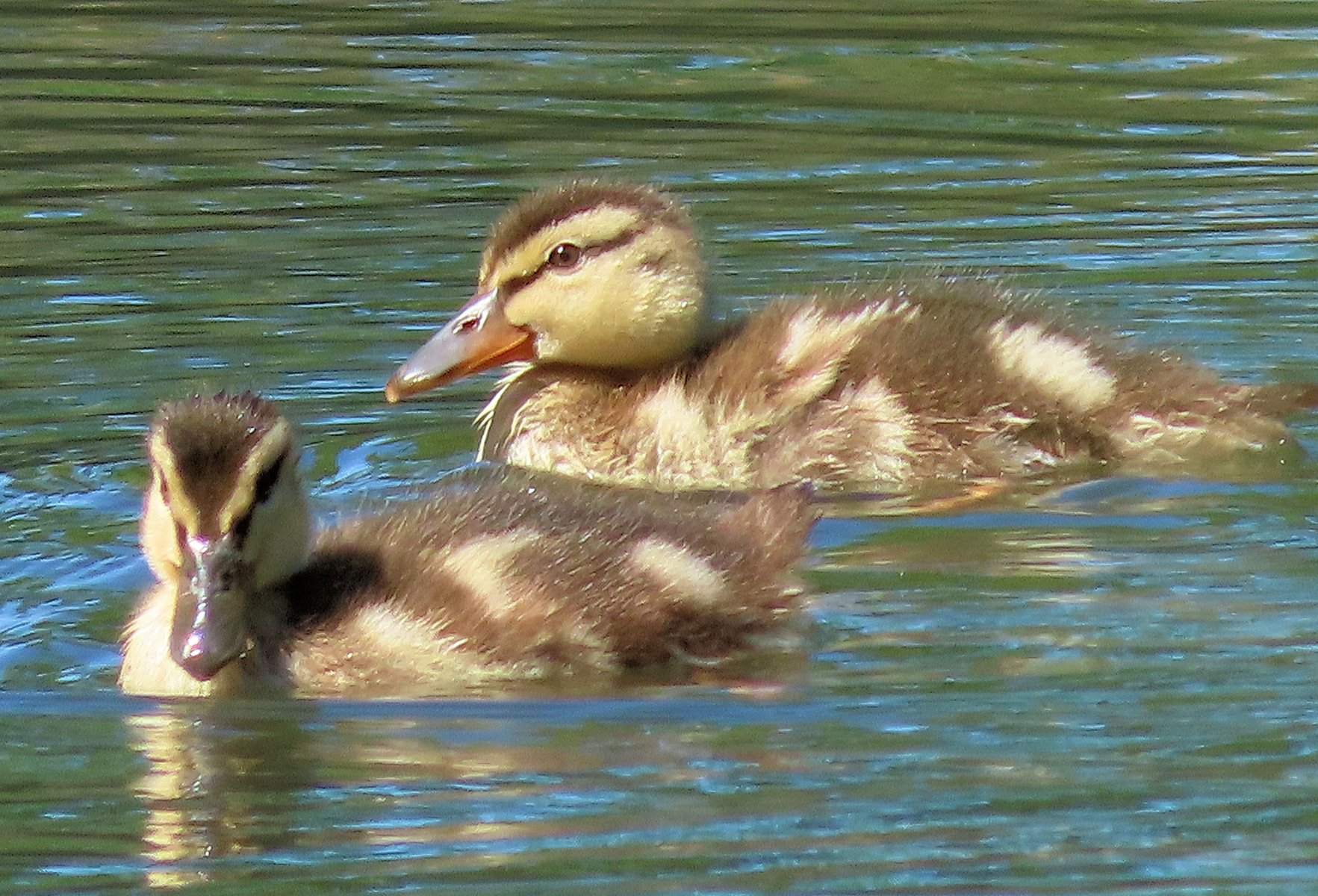 Solve ducklings (eendenkuikens) jigsaw puzzle online with 54 pieces