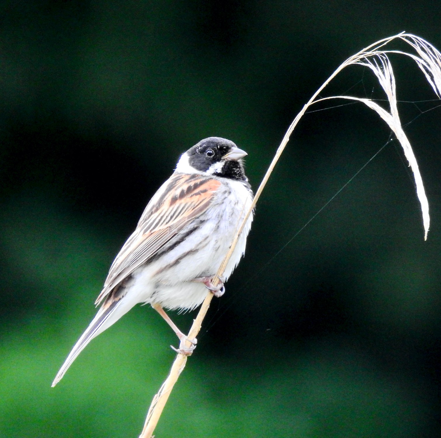 Solve Reed Bunting jigsaw puzzle online with 100 pieces