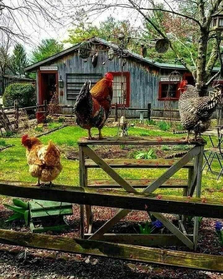 Solve A farmyard good morning jigsaw puzzle online with 30 pieces