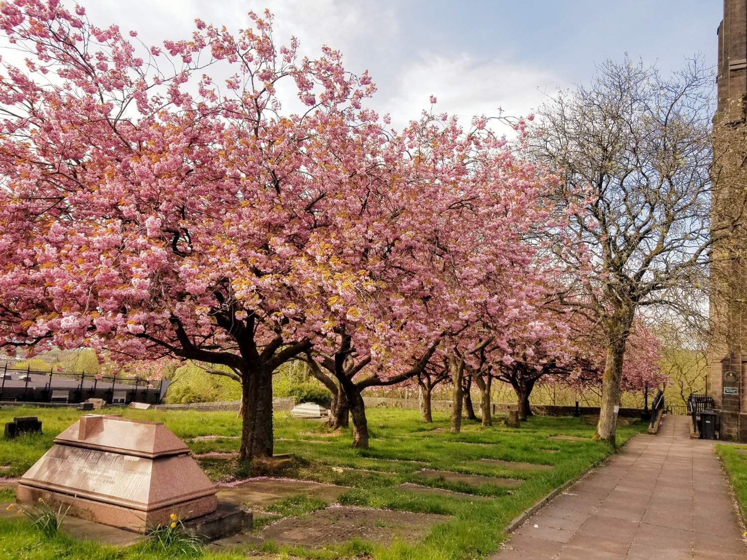Solve Cherry Blossom at Holy Trinity Church, Horwich (3) jigsaw puzzle ...