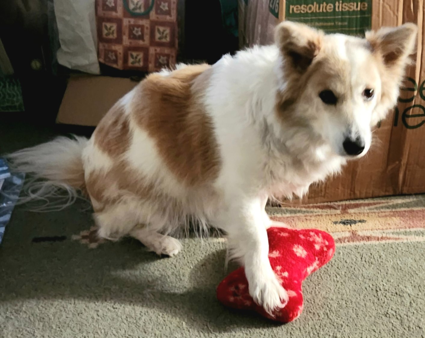 Solve Mabel's still playing jigsaw puzzle online with 20 pieces