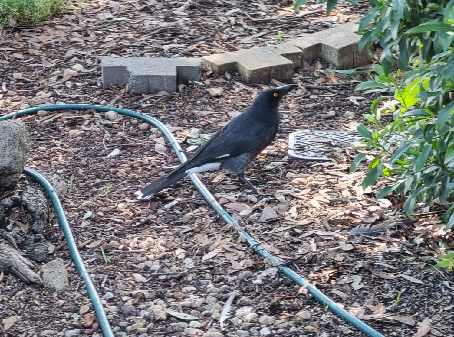 Solve Crow jigsaw puzzle online with 24 pieces