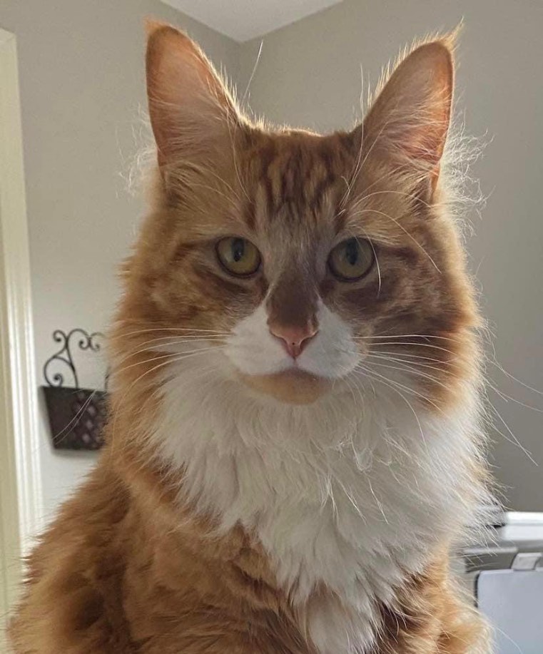 Solve Cat! jigsaw puzzle online with 12 pieces