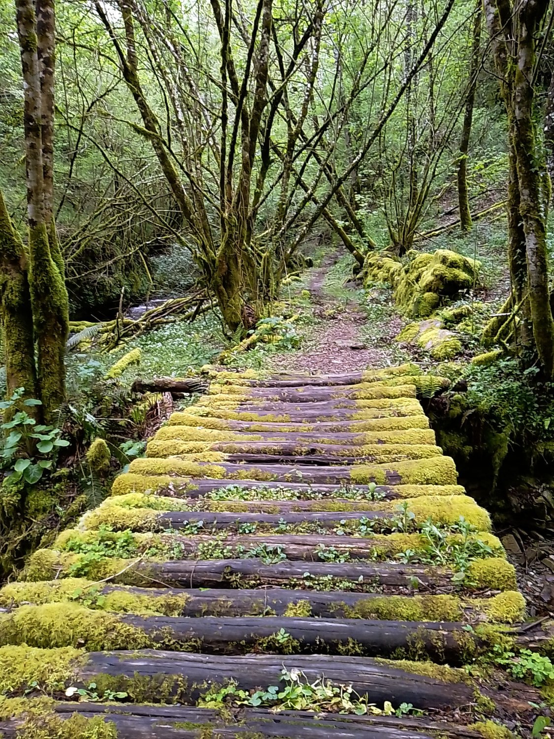 Solve Mossy bridge in the forest jigsaw puzzle online with 108 pieces