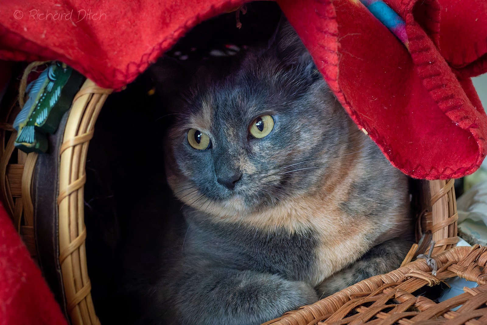 Solve Trixie jigsaw puzzle online with 77 pieces