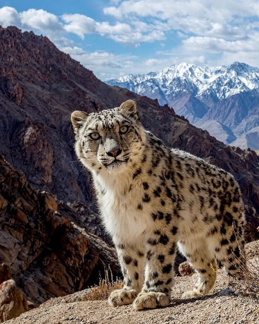 Solve Take a look at this incredible photo of a young snow leopard ...