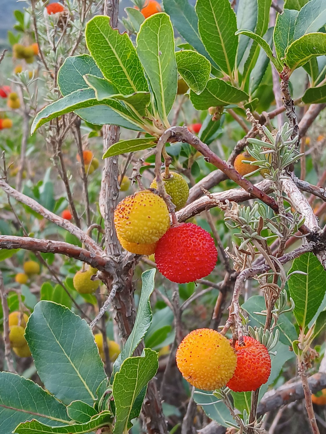 Solve A FRUIT FROM CRETE jigsaw puzzle online with 300 pieces