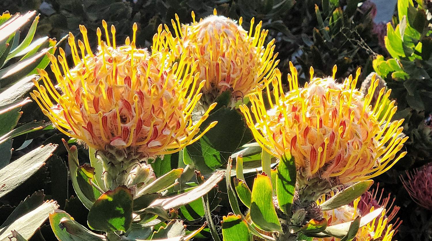 Solve Yellow Protea Cluster jigsaw puzzle online with 32 pieces