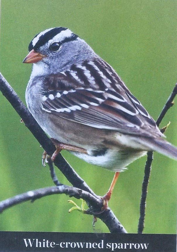 Solve White Crowned Sparrow Birds & Blooms jigsaw puzzle online with 20 ...