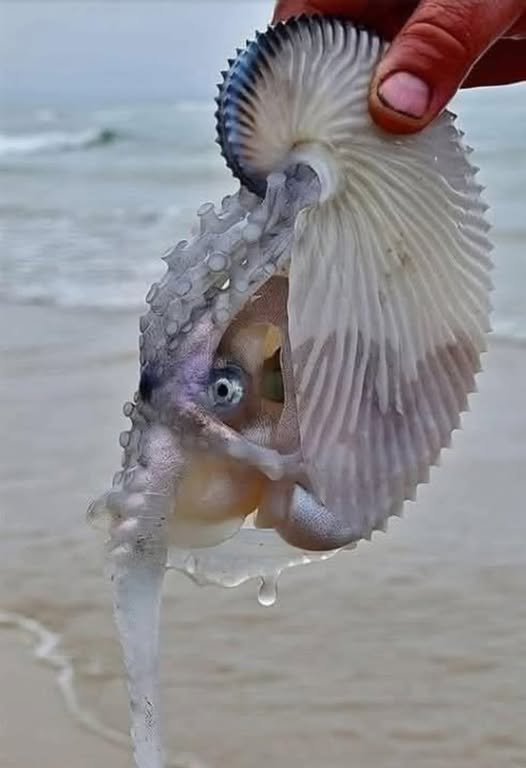 Solve Rare Octopus jigsaw puzzle online with 12 pieces