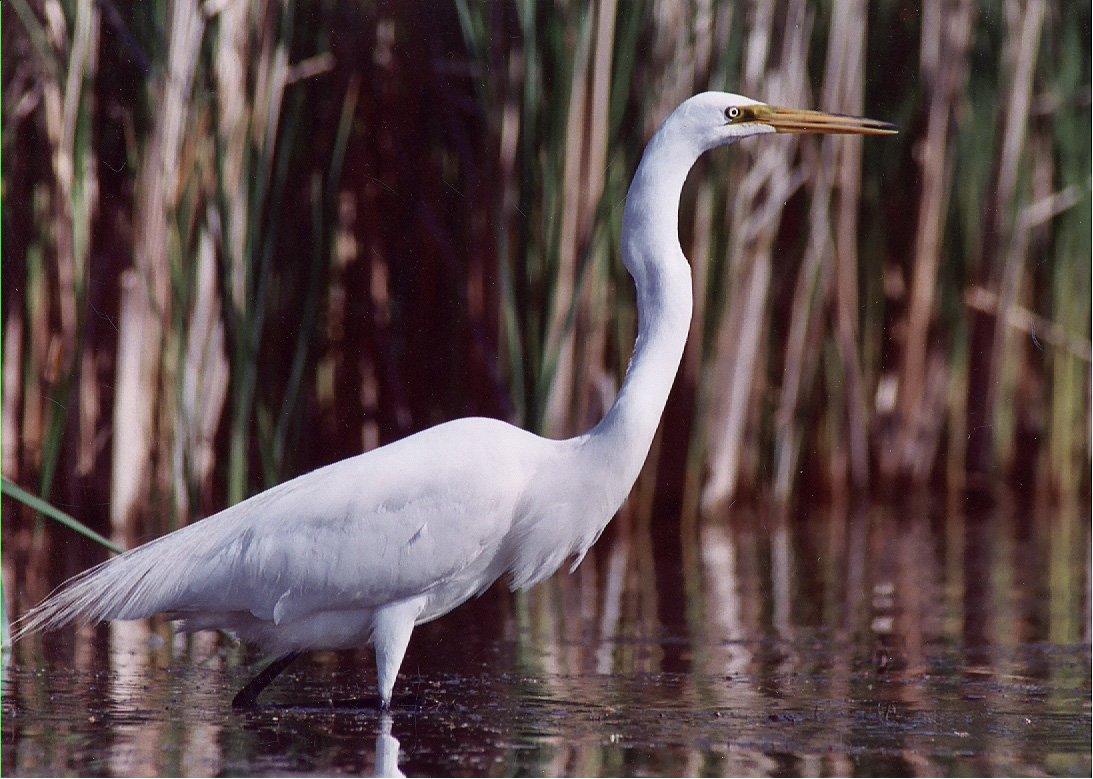 Solve Great Egret jigsaw puzzle online with 88 pieces