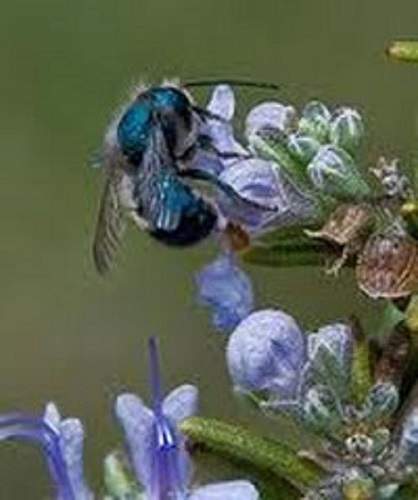 Solve Florida Blue Bee (natural colors) jigsaw puzzle online with 30 pieces