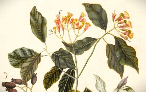 Solve Clove / “Caryophyllum, Cengke, or Clove,” from Georg Everhard ...