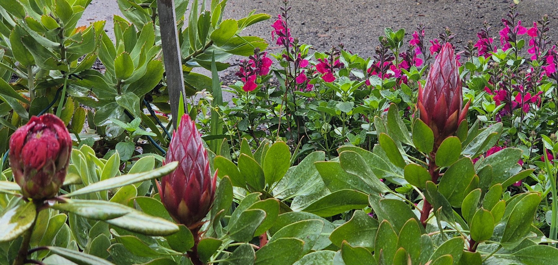 Solve Protea Update jigsaw puzzle online with 36 pieces