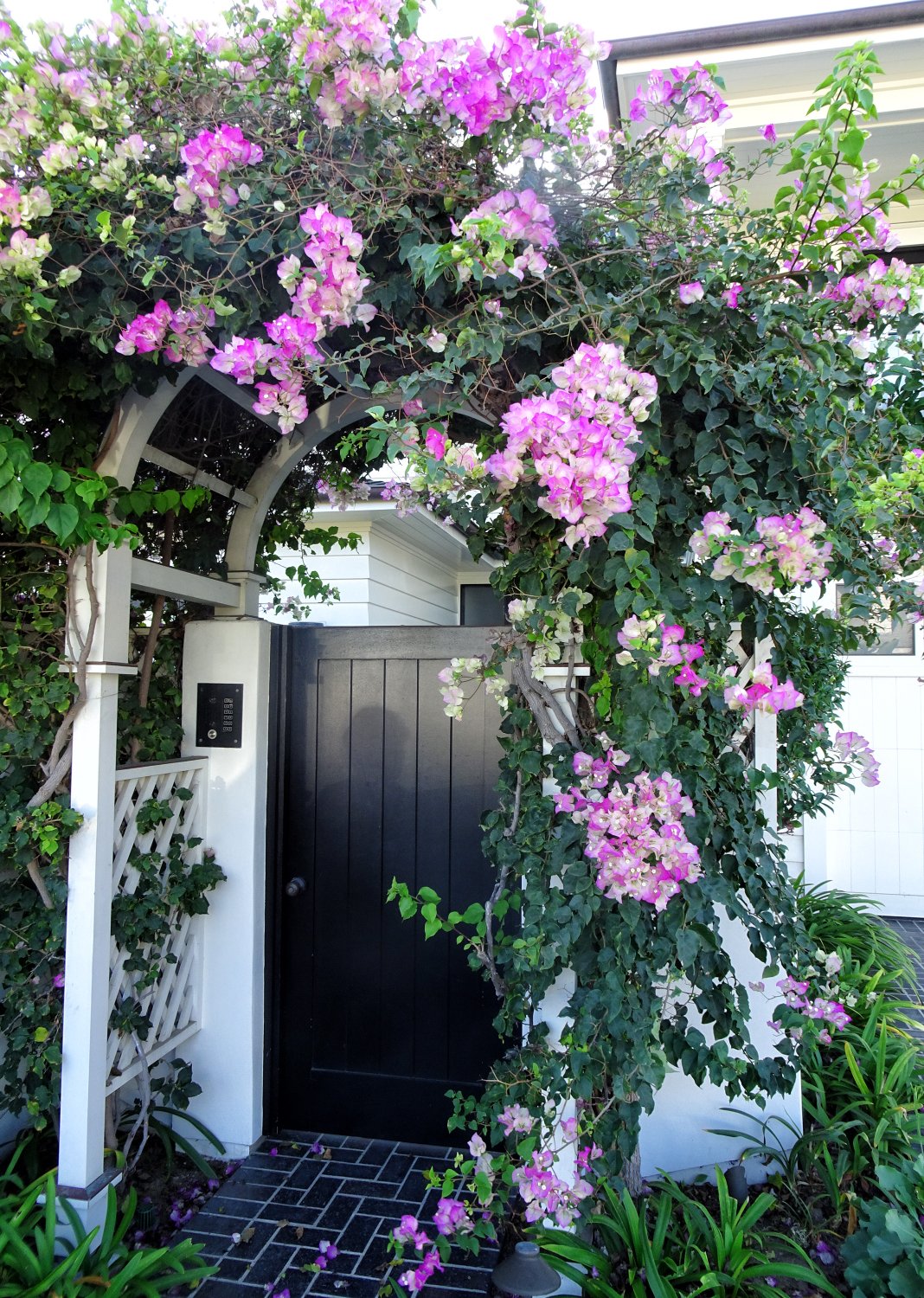 Solve Bird Rock CA - Pink Bougainvillea Flower Arch jigsaw puzzle ...