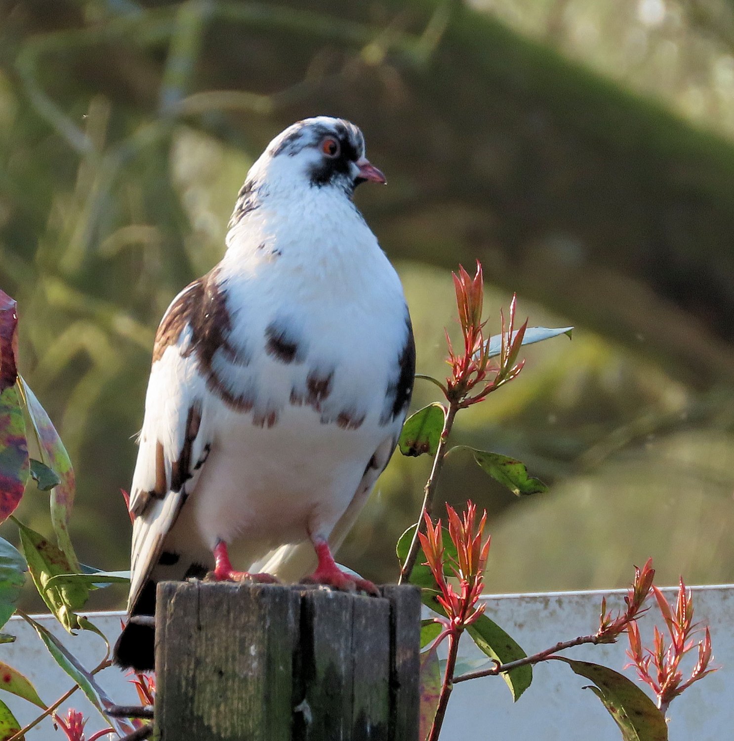 Solve fancy pigeon among new leaves (sierduif) jigsaw puzzle online ...