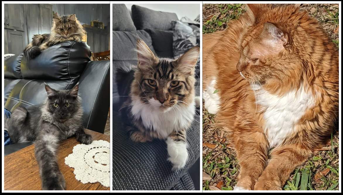 Solve A Quad of Kitties jigsaw puzzle online with 15 pieces