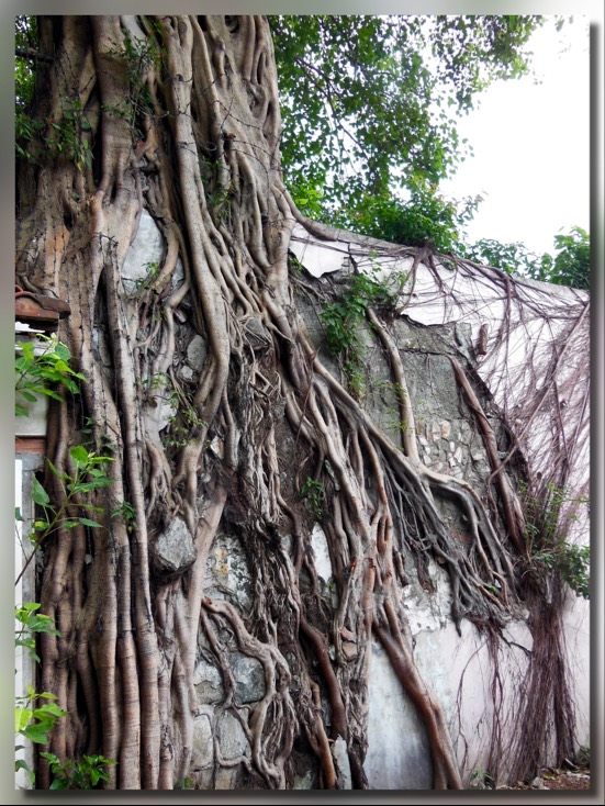 Solve Tree (roots up close) jigsaw puzzle online with 12 pieces