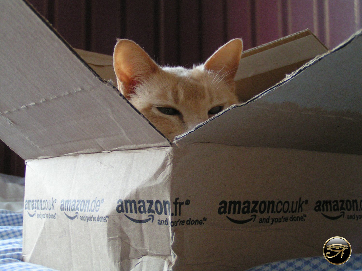 Solve Cat in box jigsaw puzzle online with 165 pieces