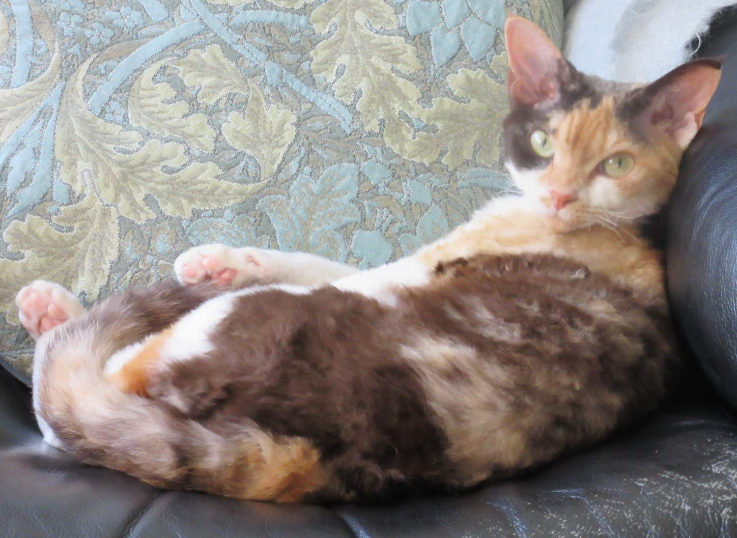 Solve pinky paws jigsaw puzzle online with 48 pieces