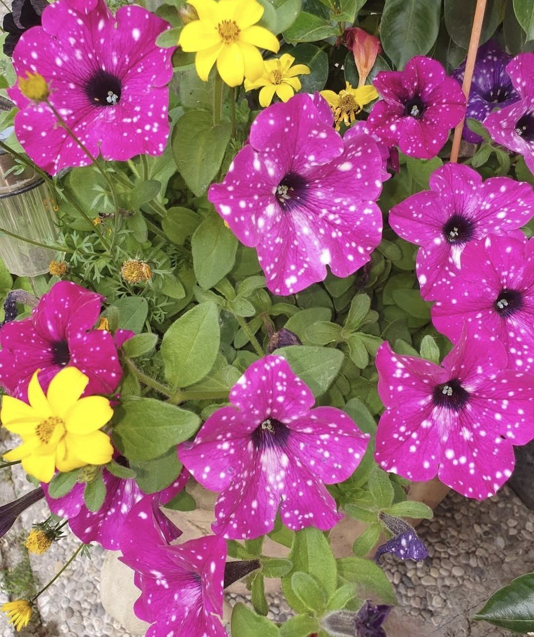 Jigsaw Puzzle | 80 pieces | Bright Spring | Jigidi