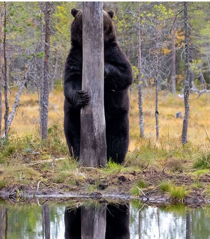 Solve Why hide-and-seek never caught on with bears jigsaw puzzle online ...
