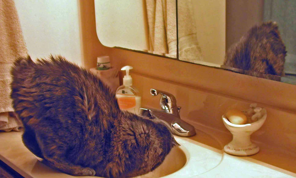 Solve See I still fit in the sink!! jigsaw puzzle online with 84 pieces