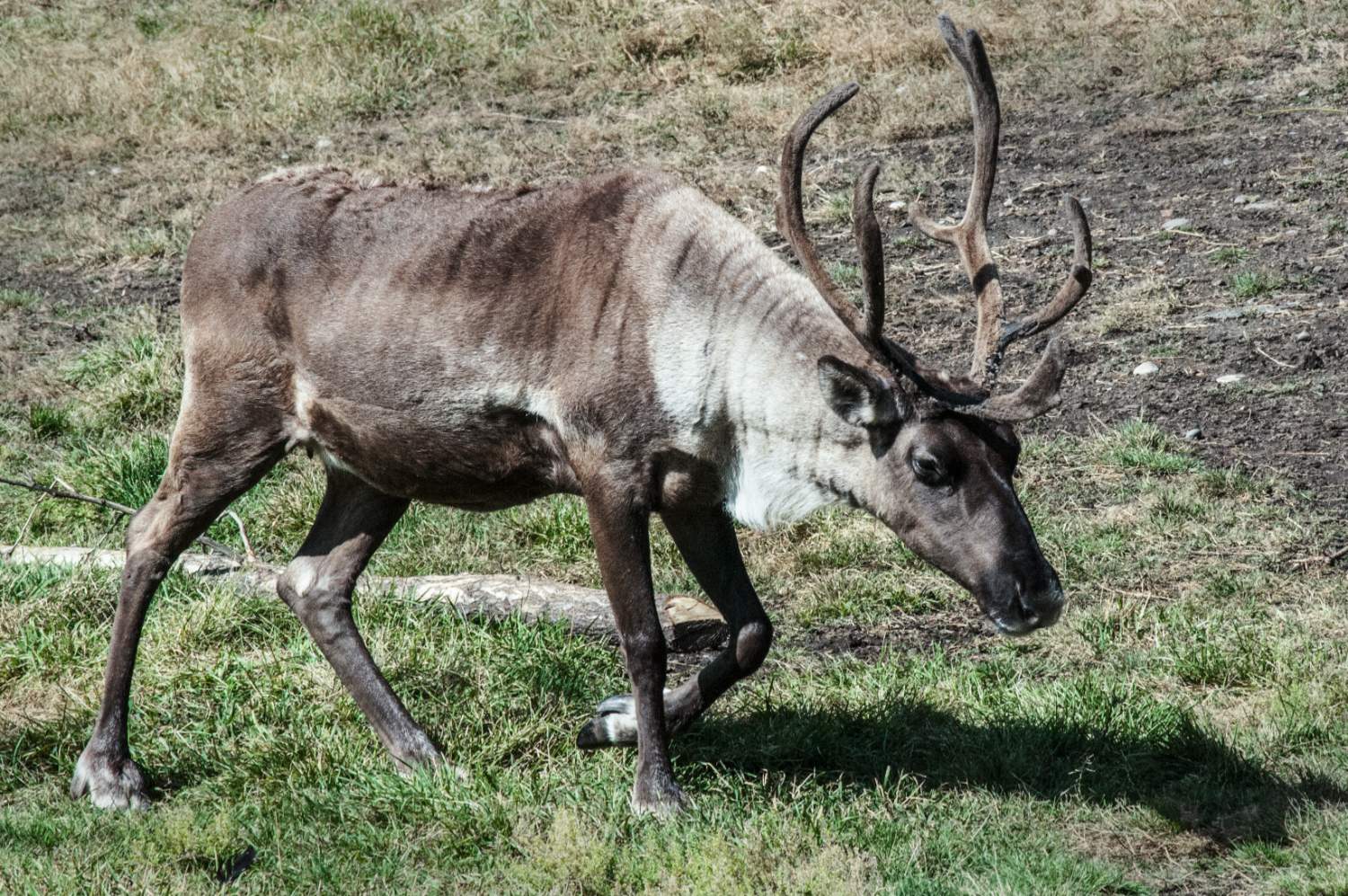 Solve caribou 014 jigsaw puzzle online with 70 pieces
