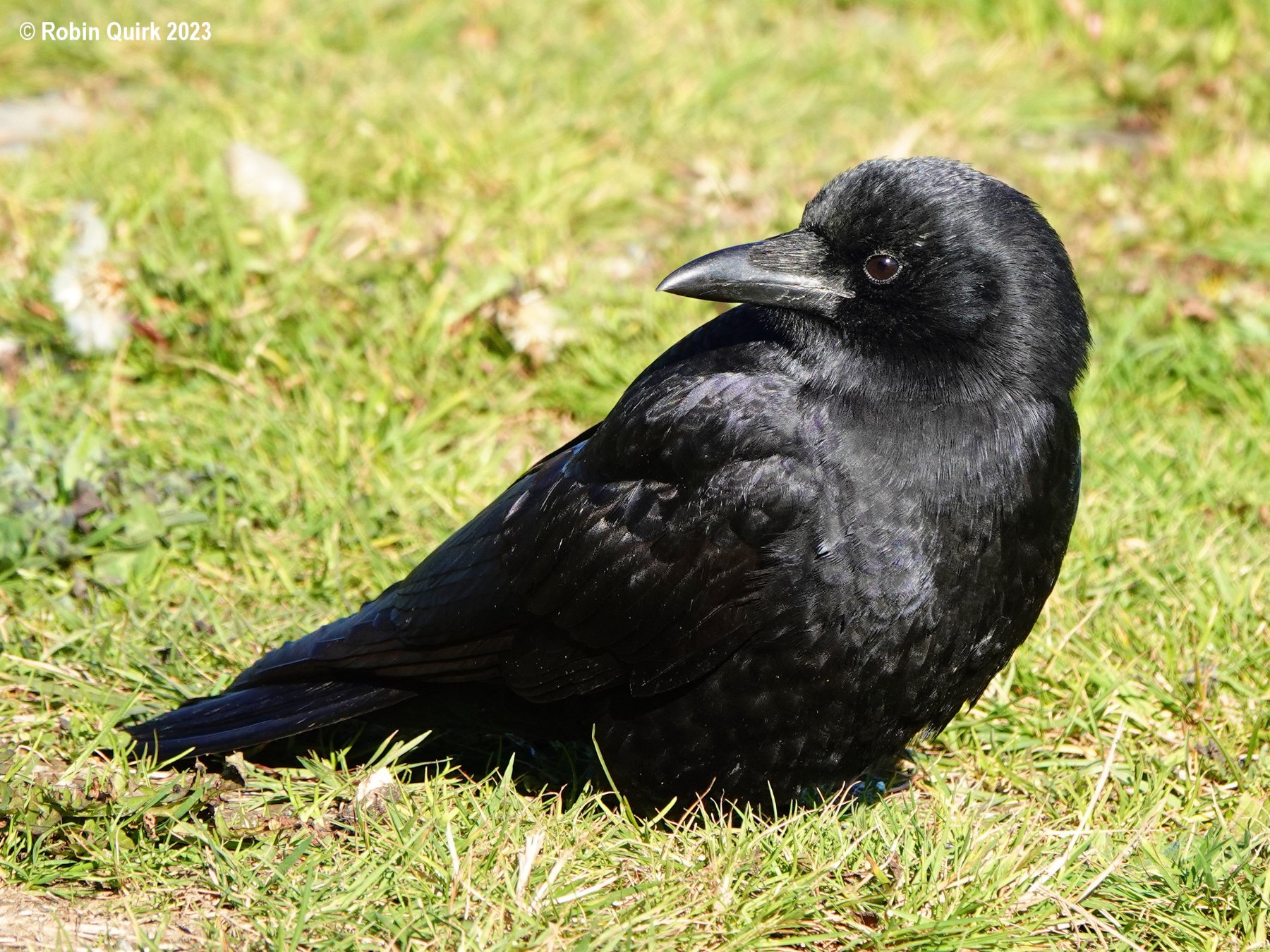 Solve Little Crow Soaking up the Sun jigsaw puzzle online with 63 pieces