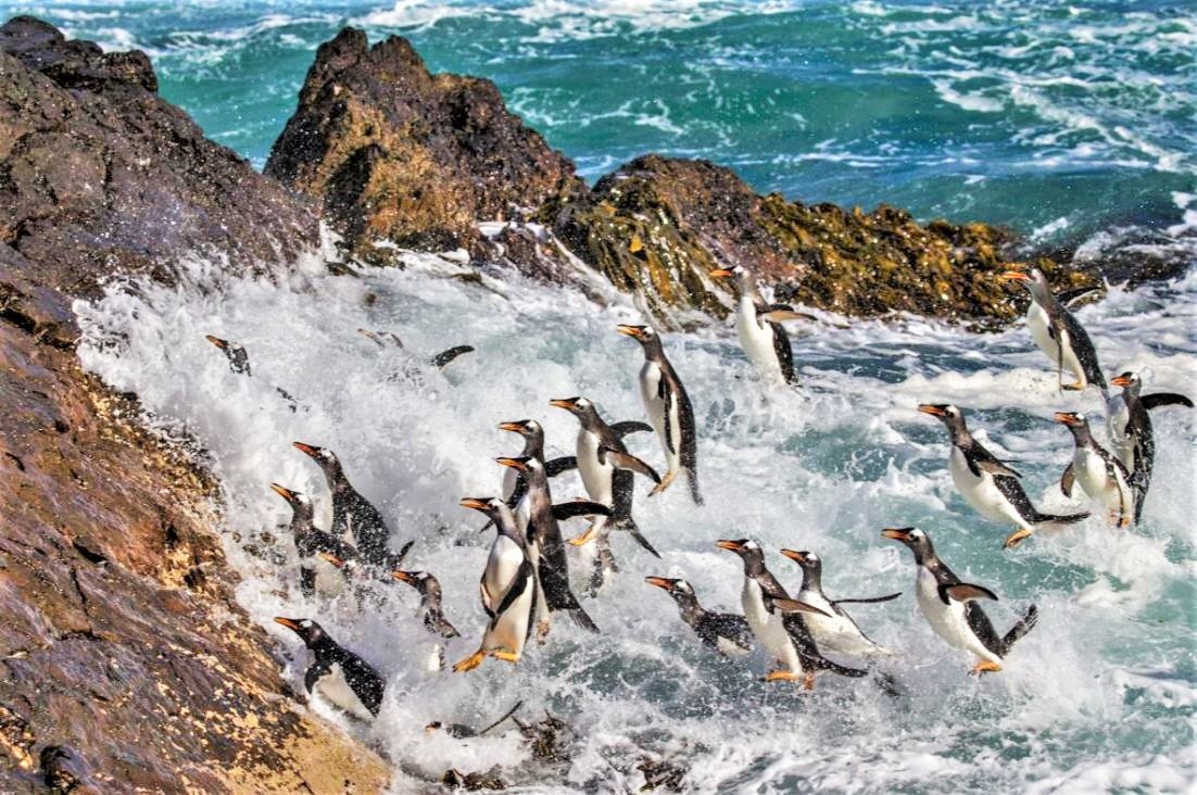 Solve "Surfing Penguins" jigsaw puzzle online with 40 pieces