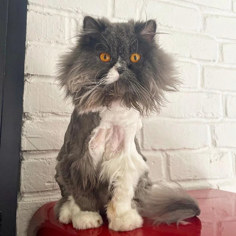 Jigsaw Puzzle | 16 pieces | Mr. Mango aka Mr. Mann | Jigidi