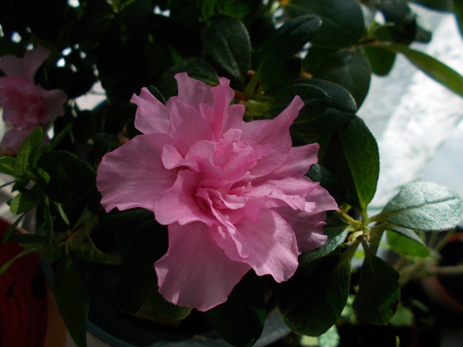 Solve POKOJOVÁ AZALKA jigsaw puzzle online with 12 pieces