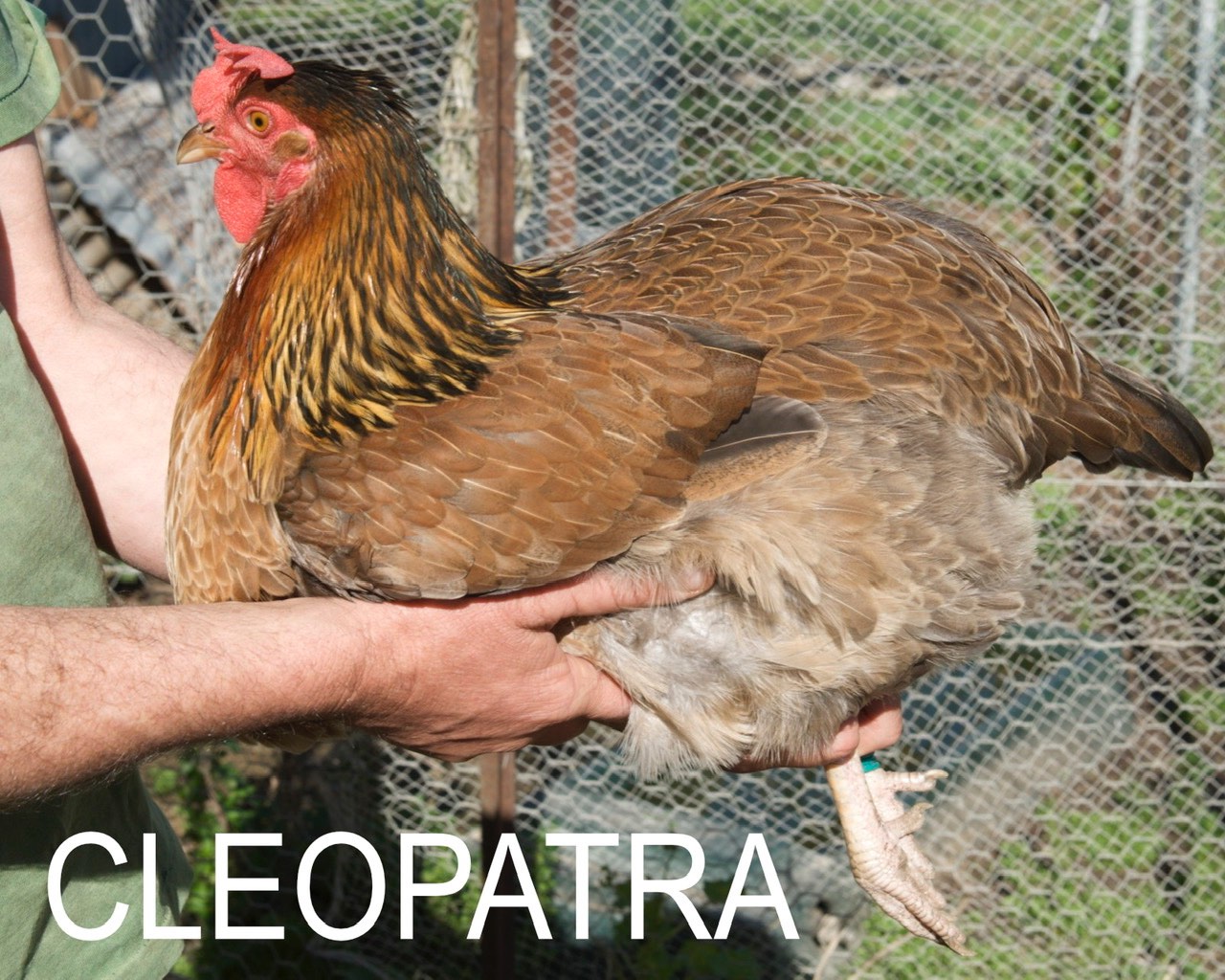 Solve FOWL MANOR proudly introduces..... jigsaw puzzle online with 63 ...