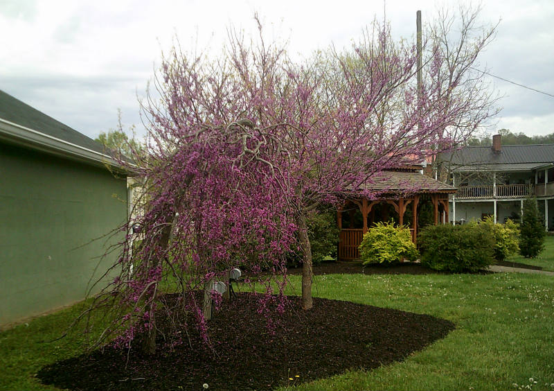 Jigsaw Puzzle | Trees Lavender Twist Redbud in Memorial Park | 12 ...