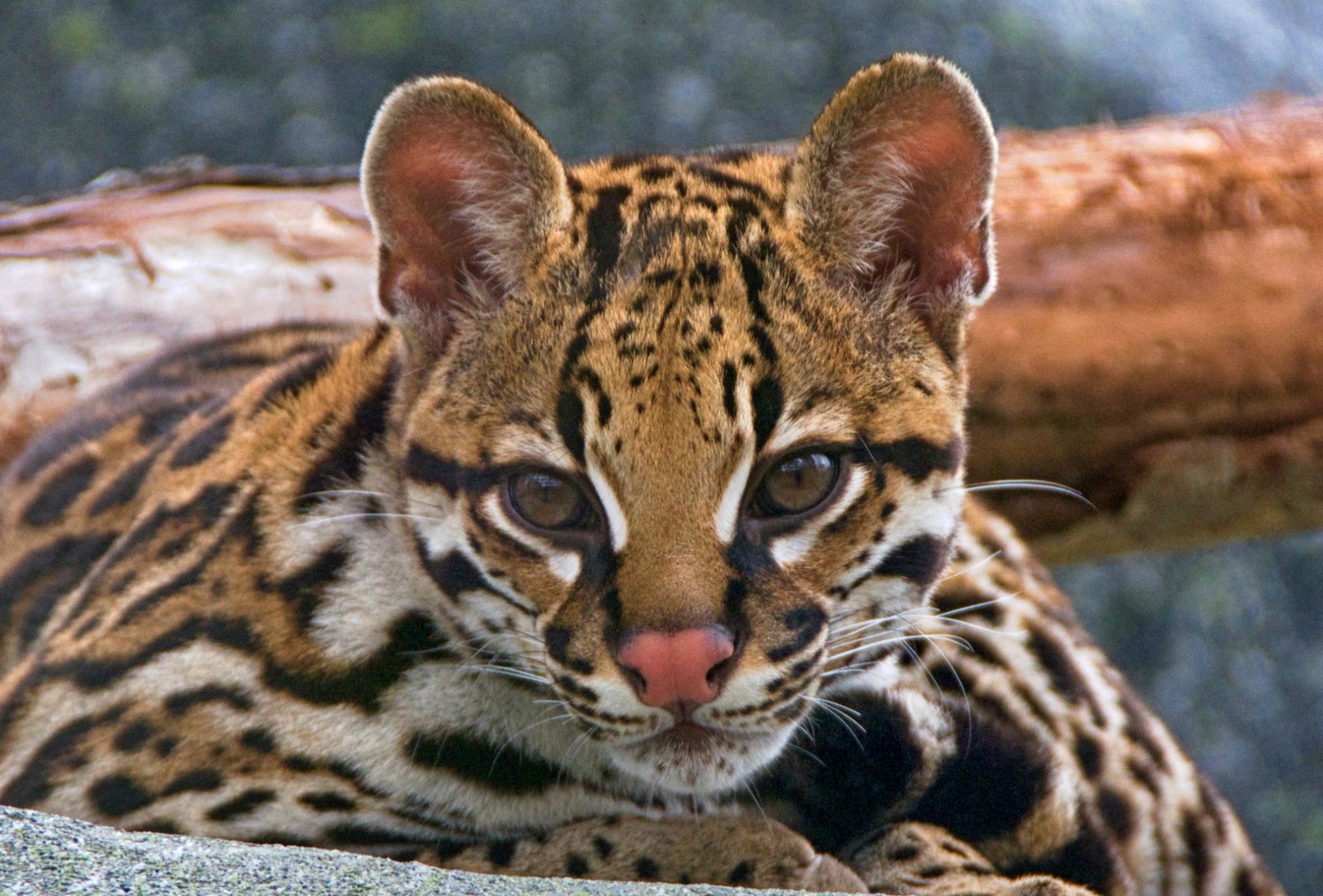 Solve Ocelot Cub jigsaw puzzle online with 77 pieces