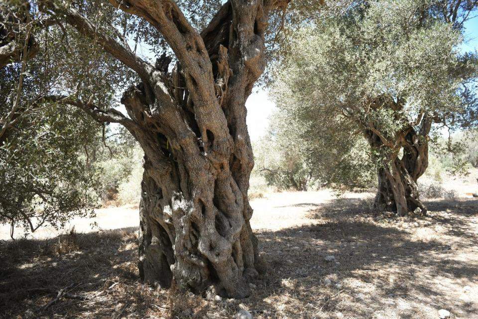 Solve Old olive trees in Malta jigsaw puzzle online with 12 pieces