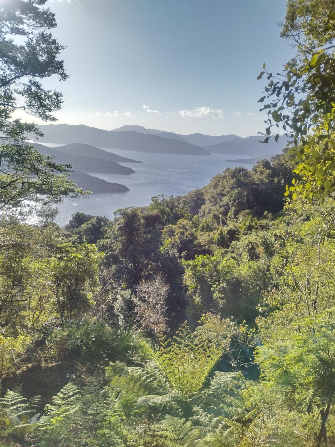 Jigsaw Puzzle | 48 pieces | Queen Charlotte track views | Jigidi