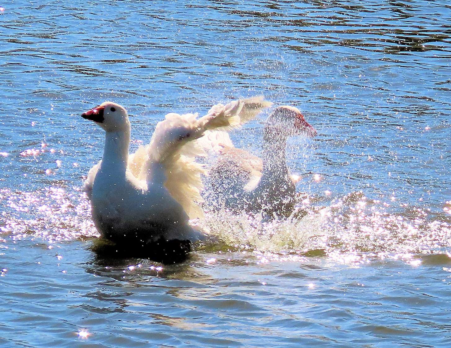 Solve enthusiastically bathing Pomeranian goose (pommerse gans) jigsaw ...
