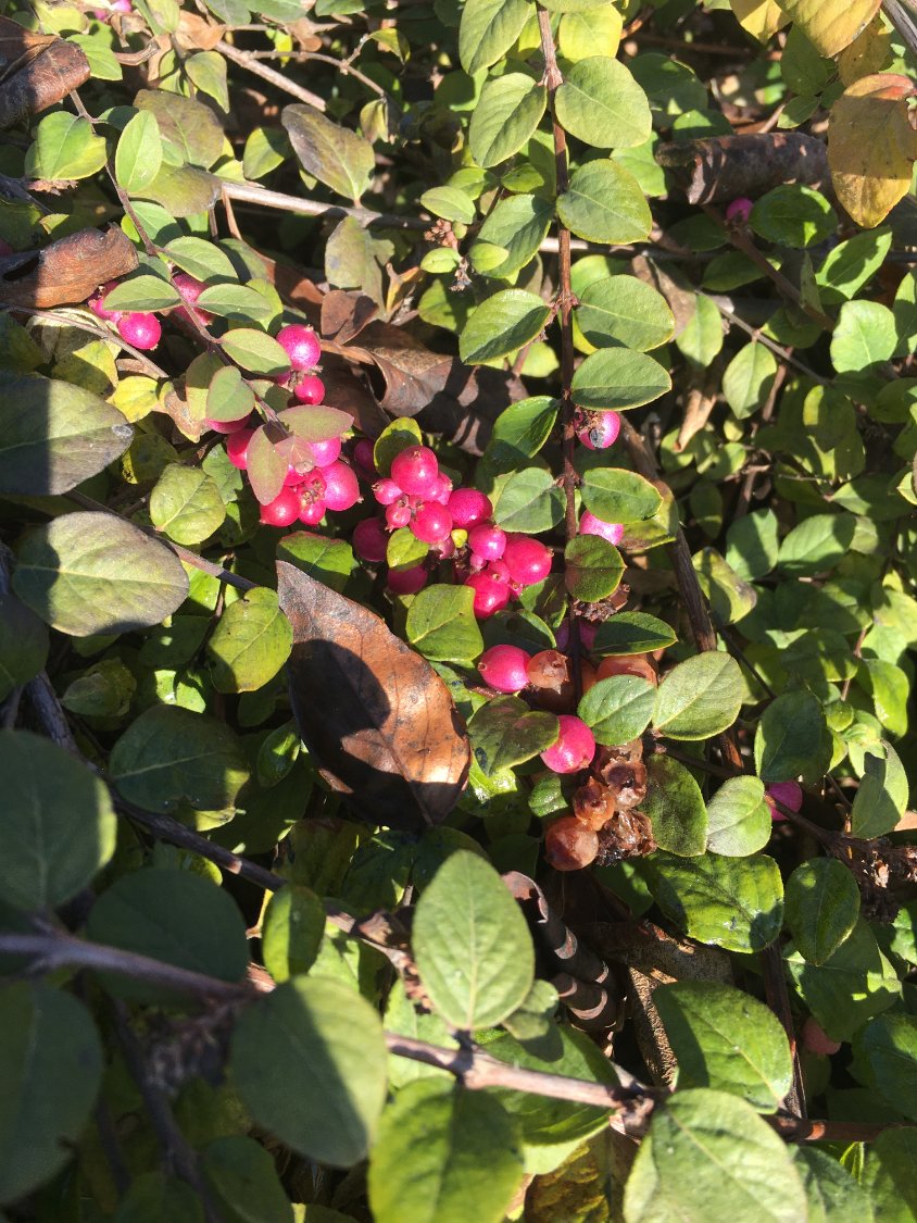 Solve Bobulky pámelníku jigsaw puzzle online with 20 pieces