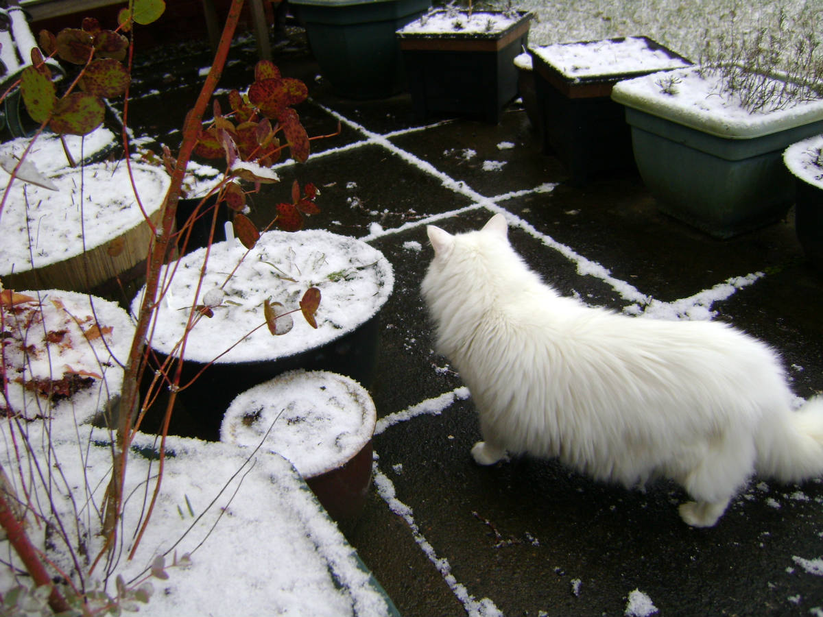 Solve Freya - Who keeps leaving all this white stuff out here? jigsaw ...