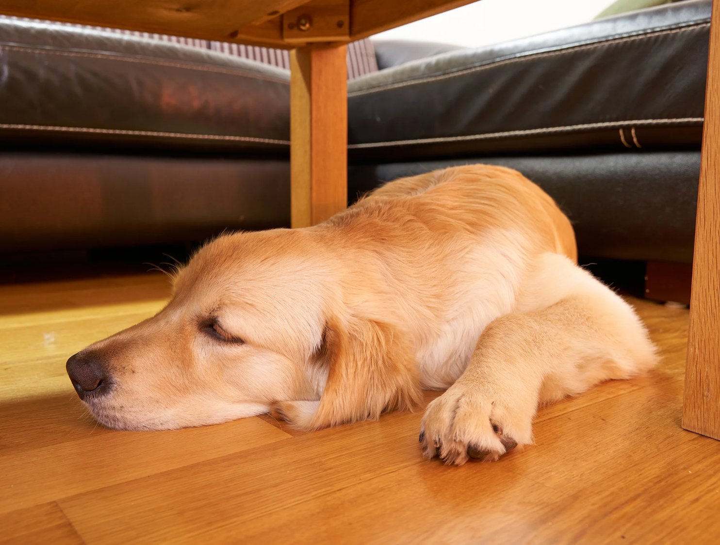 Solve BREAKING NEWS!!! Dogs Hogging All The Best Nap Spots jigsaw ...