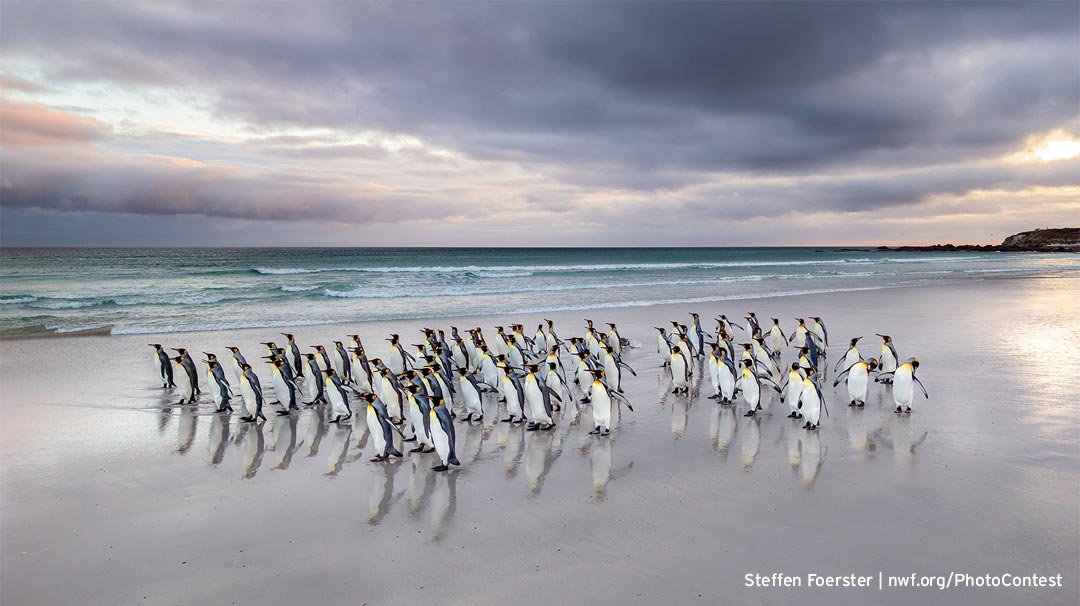 Solve Penguins jigsaw puzzle online with 66 pieces