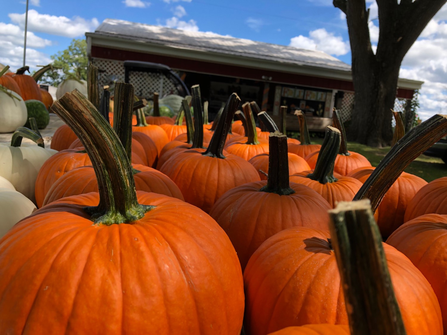 Solve Pumpkin pumpkins jigsaw puzzle online with 70 pieces
