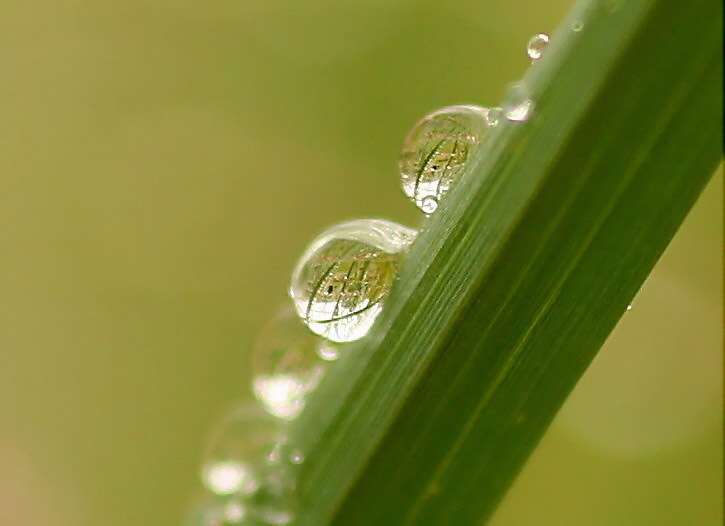 Solve Drops reflecting drops jigsaw puzzle online with 24 pieces