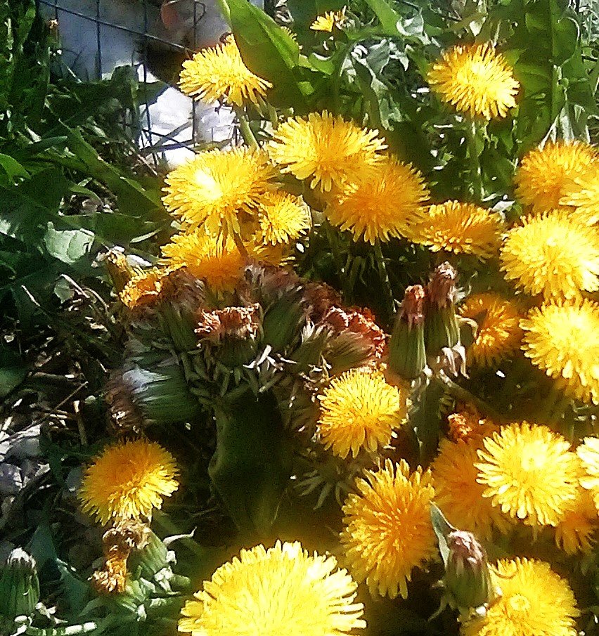 Solve Mutant Dandelion Update...05-04-24 jigsaw puzzle online with 36 ...