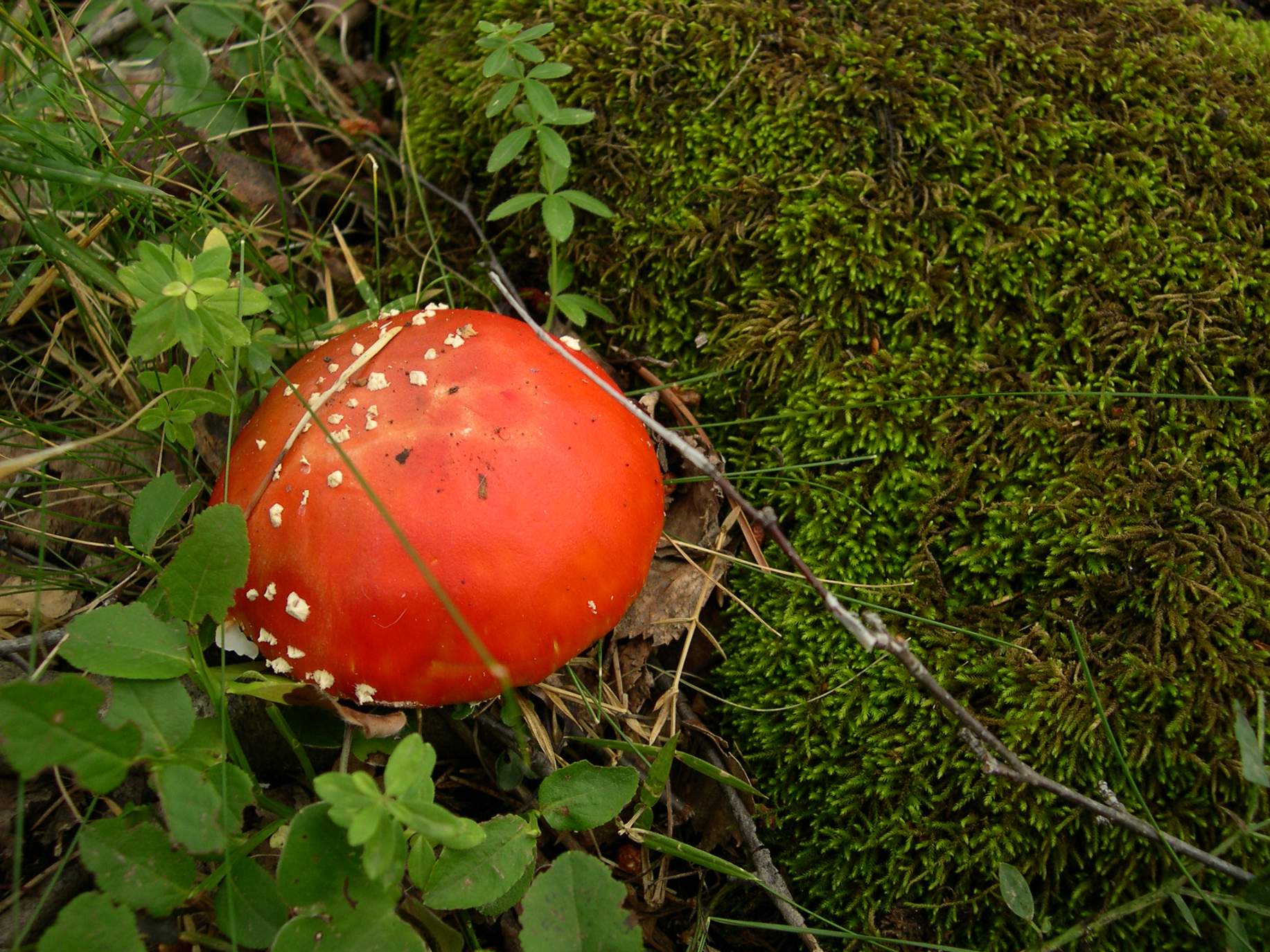 Solve seta jigsaw puzzle online with 176 pieces