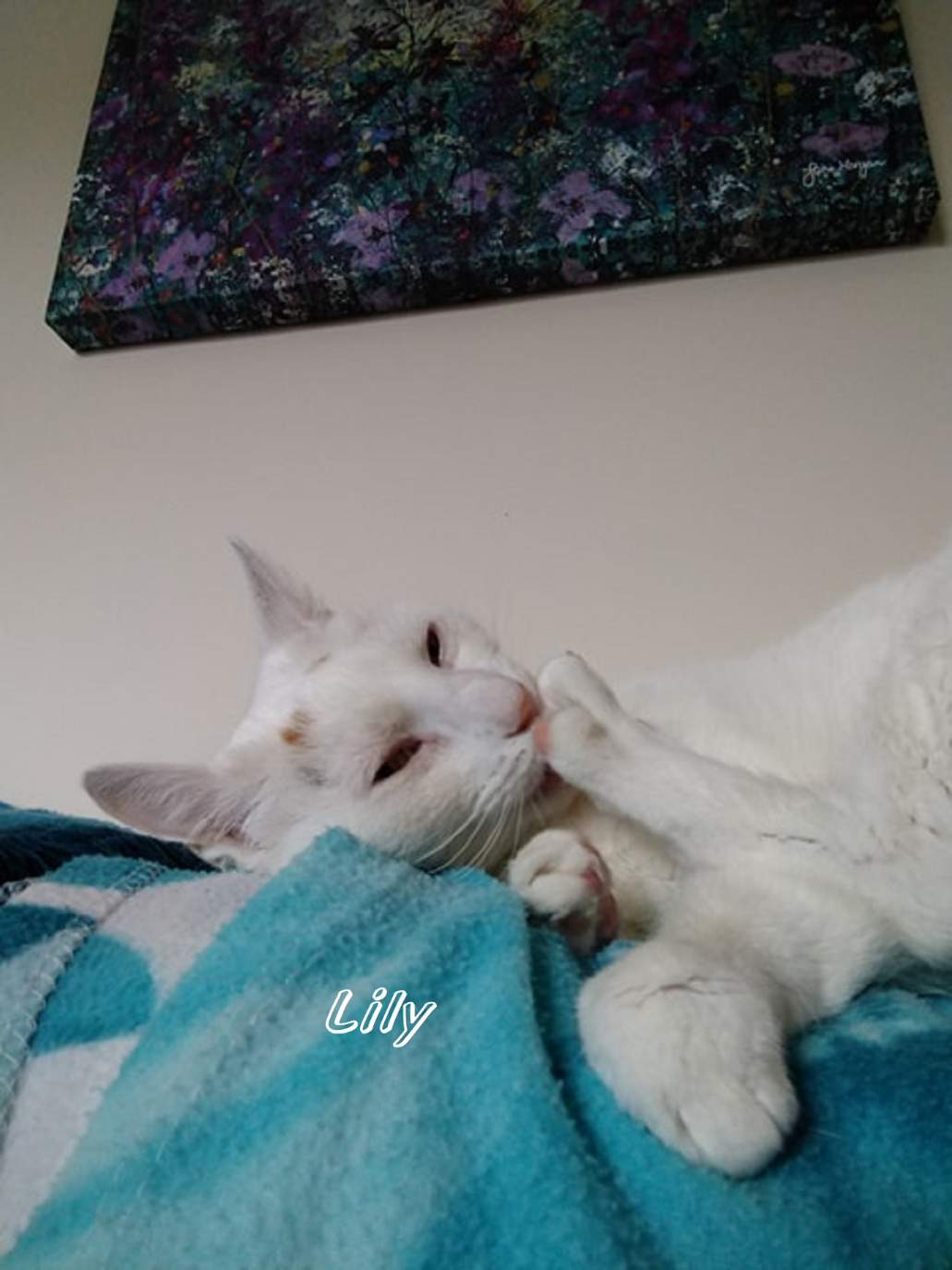 Solve Lily 0283 - How Lily washes a paw on a back leg jigsaw puzzle ...